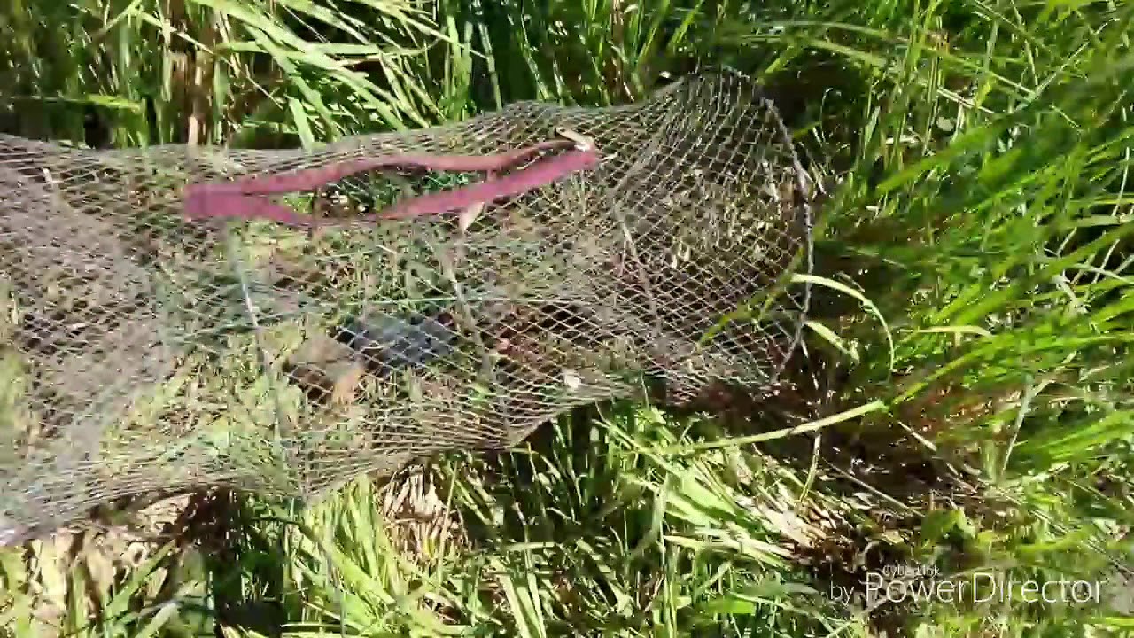 UKCA Did research on bacon as bait for the Turkish narrow clawed ...