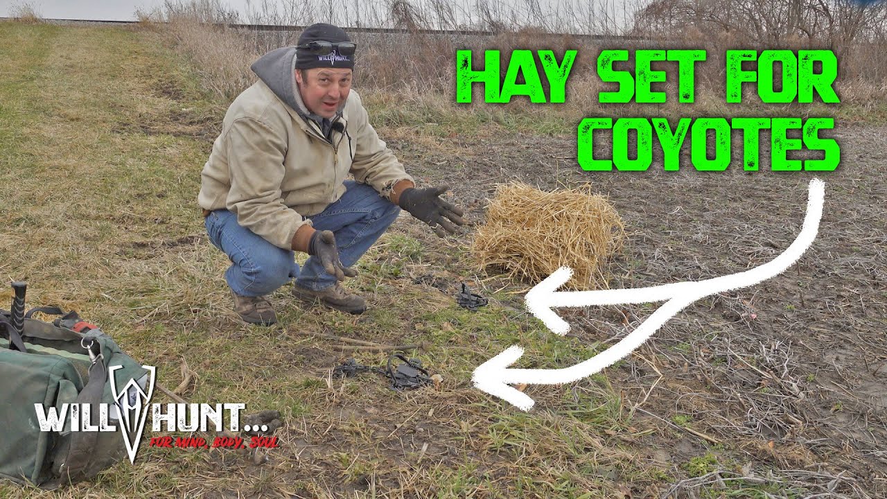 Hay Set for COYOTES in TERRIBLE weather - YouTube