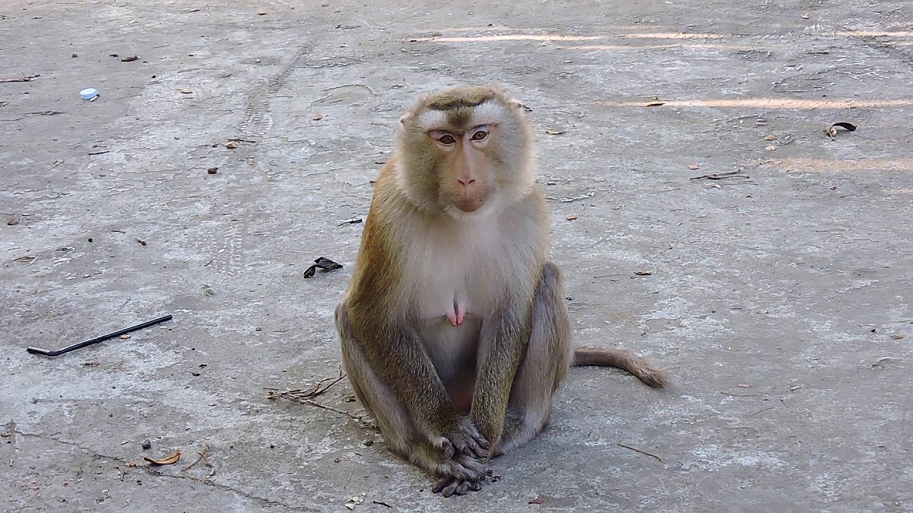 Good Job ! Son Monkey Doing Thing For Mom Monkey - YouTube