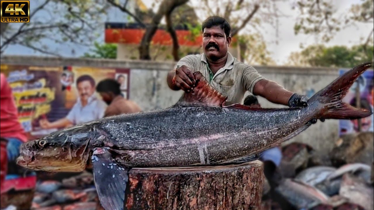 KASIMEDU 🔥 CHEETAH DURAI | BIG SIZE COBIA FISH CUTTING VIDEO | 4K VIDEO ...