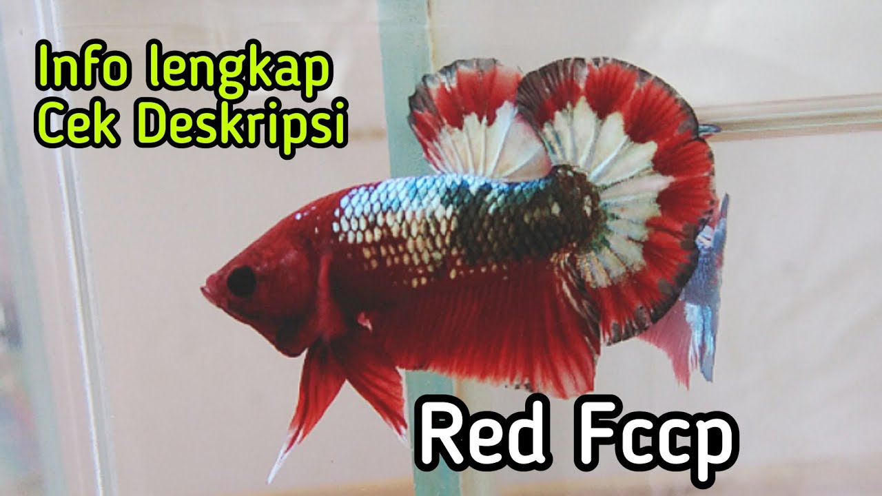 Ikan Cupang Fccp Red Head - YouTube