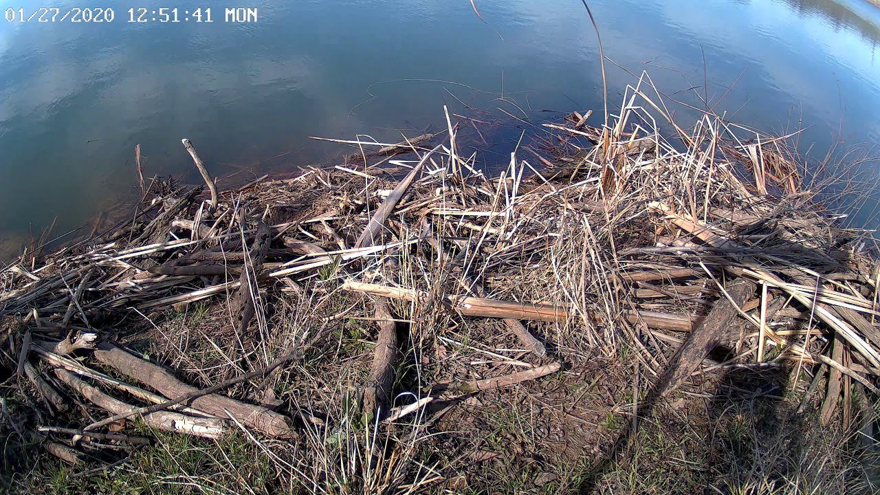1-27-20 (Beaver Cam 2) - YouTube