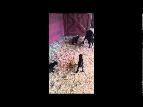 Baby Goats Monday morning happy dance - YouTube