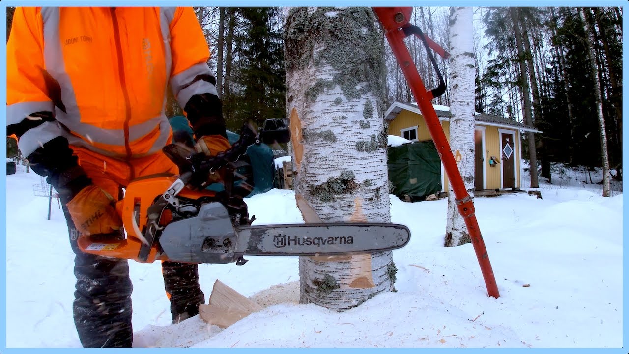 The Finnish Lumberjack Shows How To Cut Down A Tree In -30C Weather ...