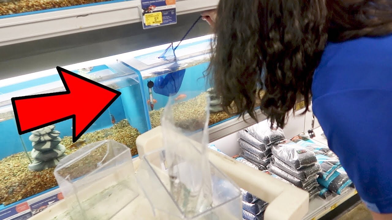 GOT MY FIRST PET FINALLY!!! - YouTube