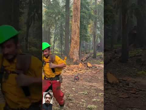 cutting trees#treework #wood #treecutting #reelschallenge #viral