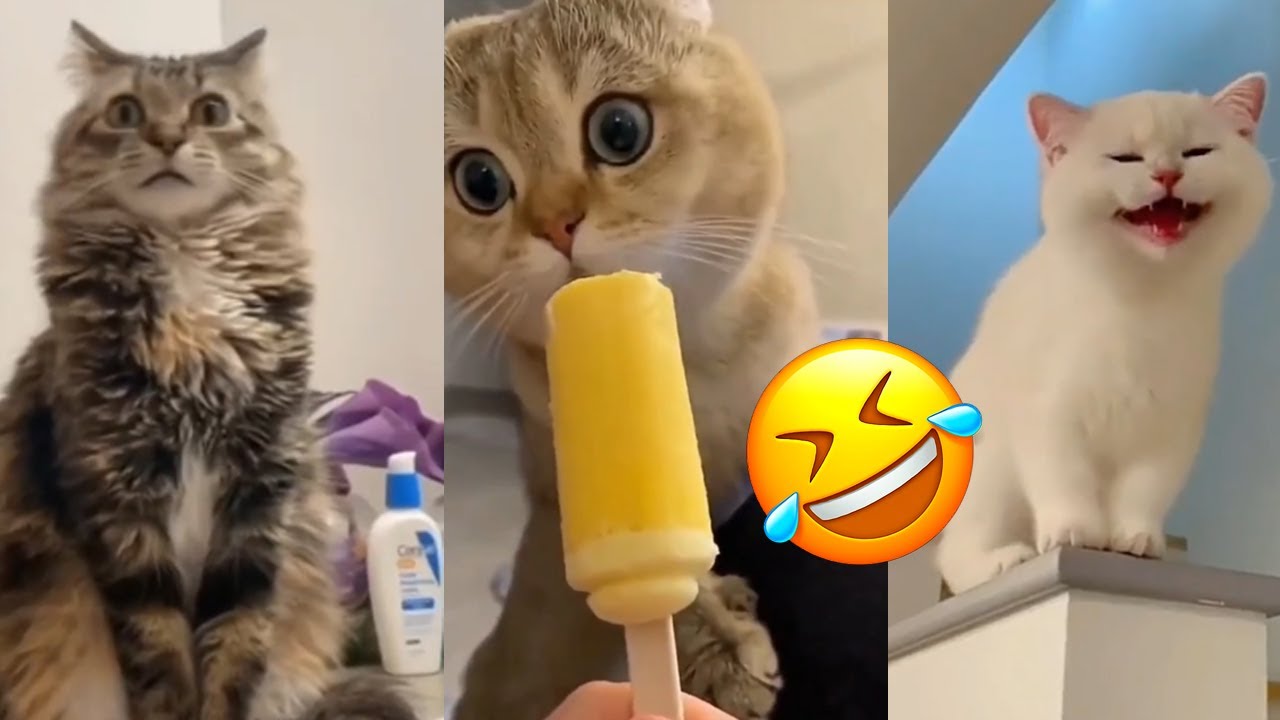 Funny Cat Compilation - YouTube