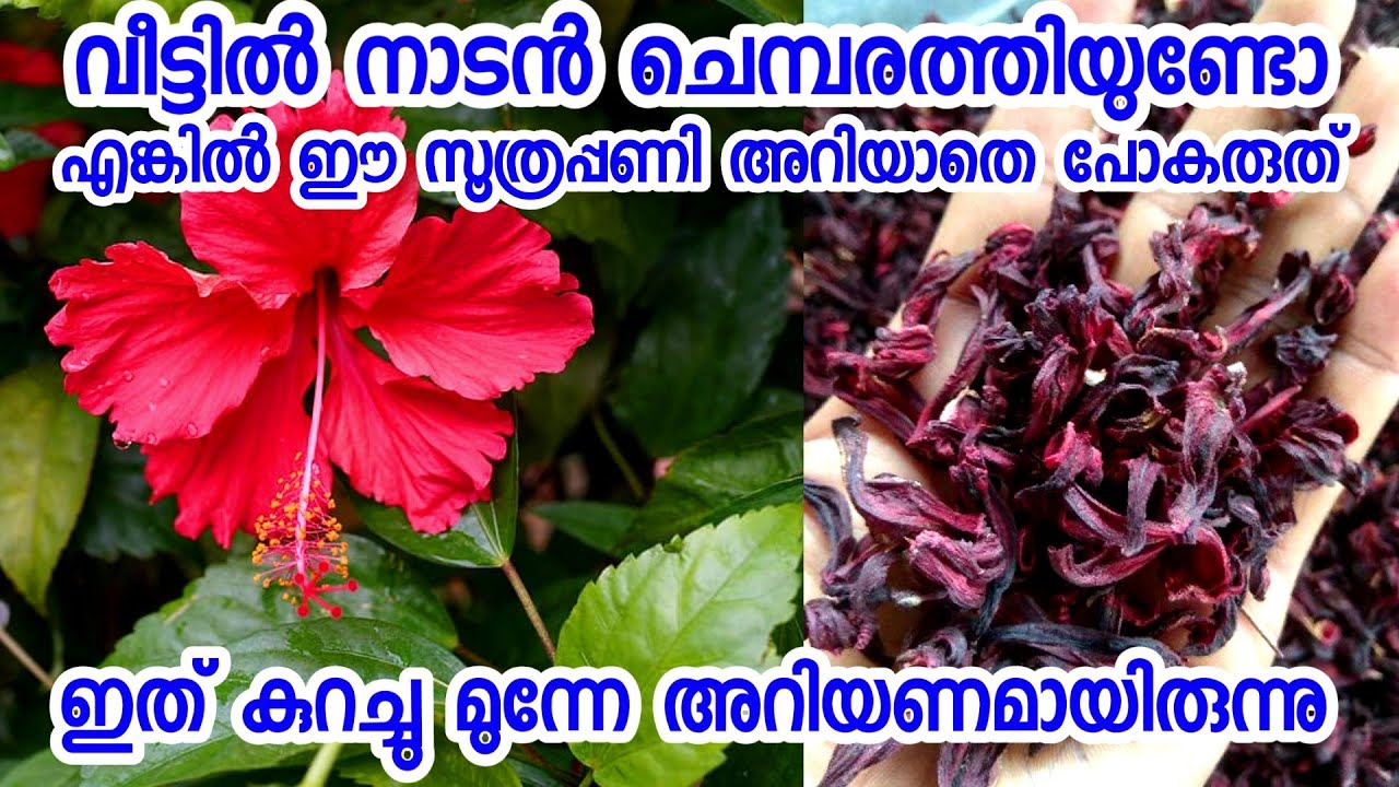 ചെമ്പരത്തി വീട്ടിലുണ്ടോ എങ്കിൽ കുറച്ചു പൈസയുണ്ടാക്കാം |chedikal ...