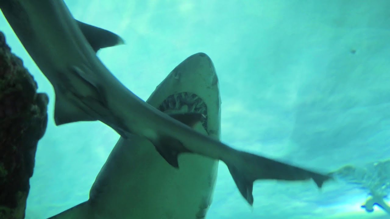 Sea World offers "Ultimate Shark Experience" ticket during Shark Week ...