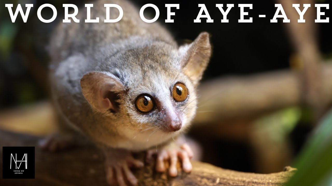 Journey into the World of Aye-Aye: Nature’s Enigma in Madagascar" - YouTube