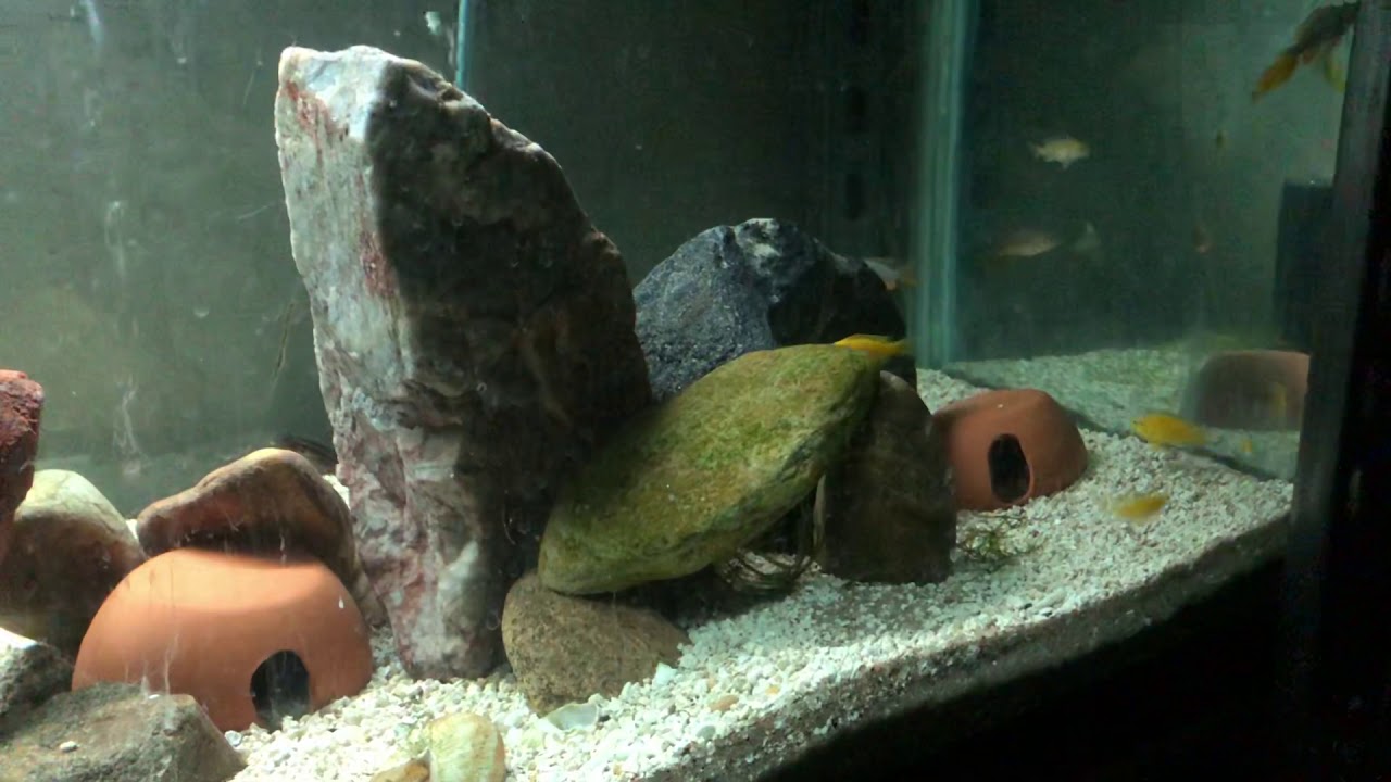 New fish growing out to be added to the 150 gal - YouTube