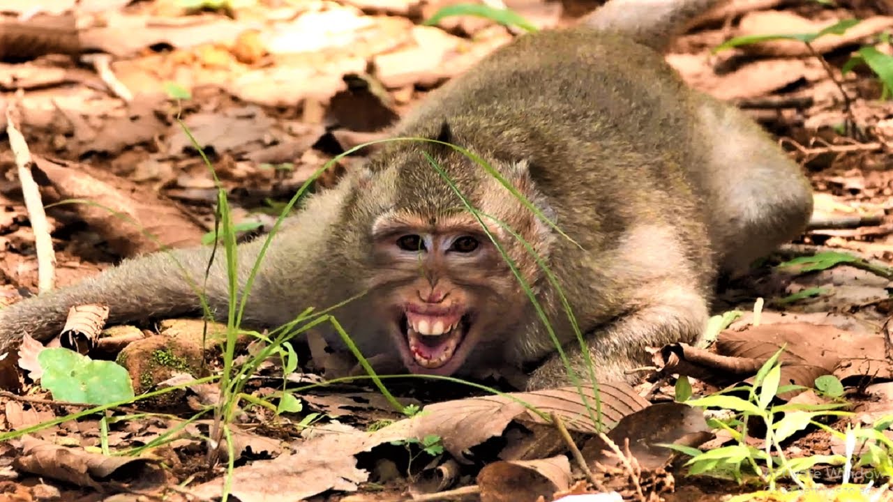 Horrible attack.... Monkey April Attack Scarlet seriously and screaming ...