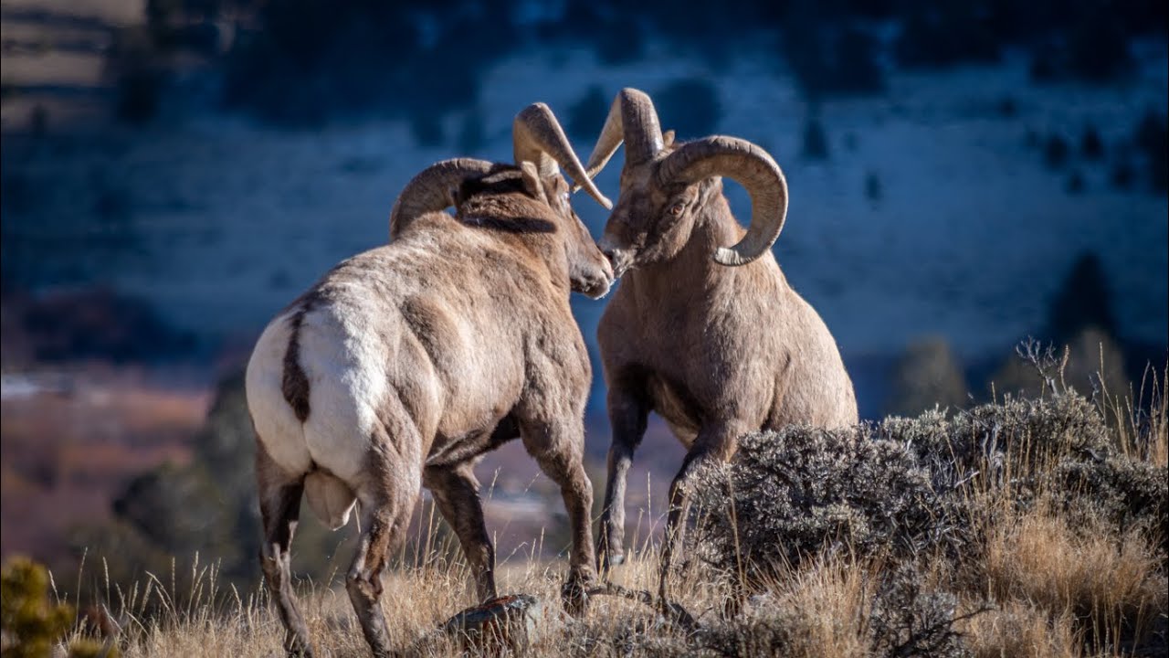 Bighorn Ram BATTLE in Wyoming! - YouTube