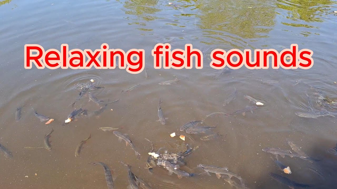 Relaxing fish sounds - YouTube