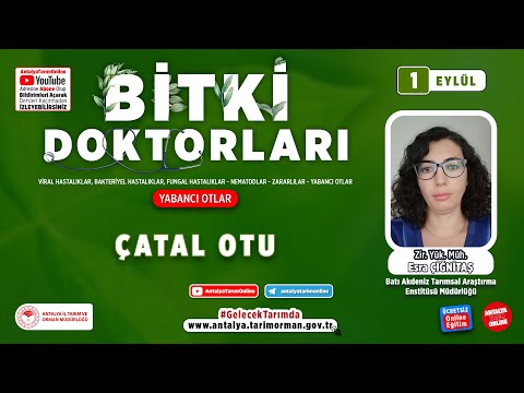 Bitki Doktorları 90 - Çatal Otu [ Digitaria sanguinalis (L.) Scop. ]( Hairy Crabgrass )ve Mücadelesi