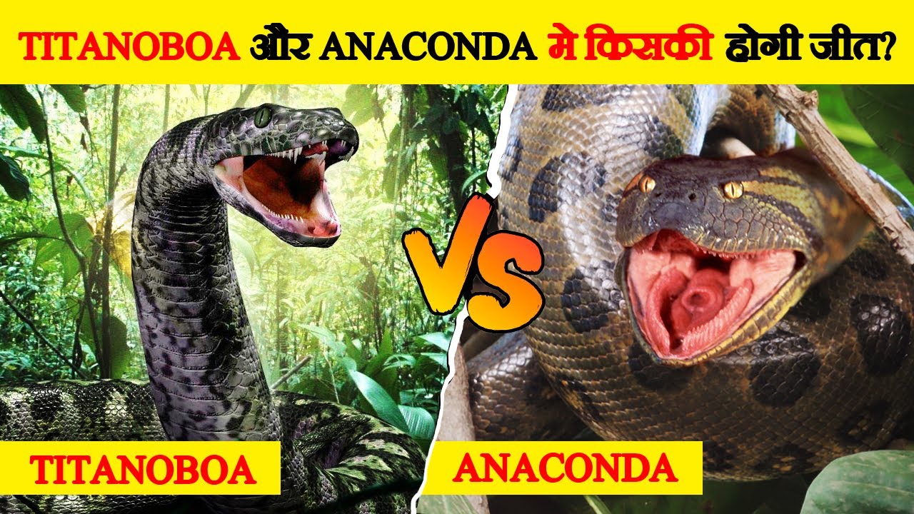 क्या होगा जब Titanoboa और Anaconda आपस में भिड़ेंगे | Titanoboa vs ...