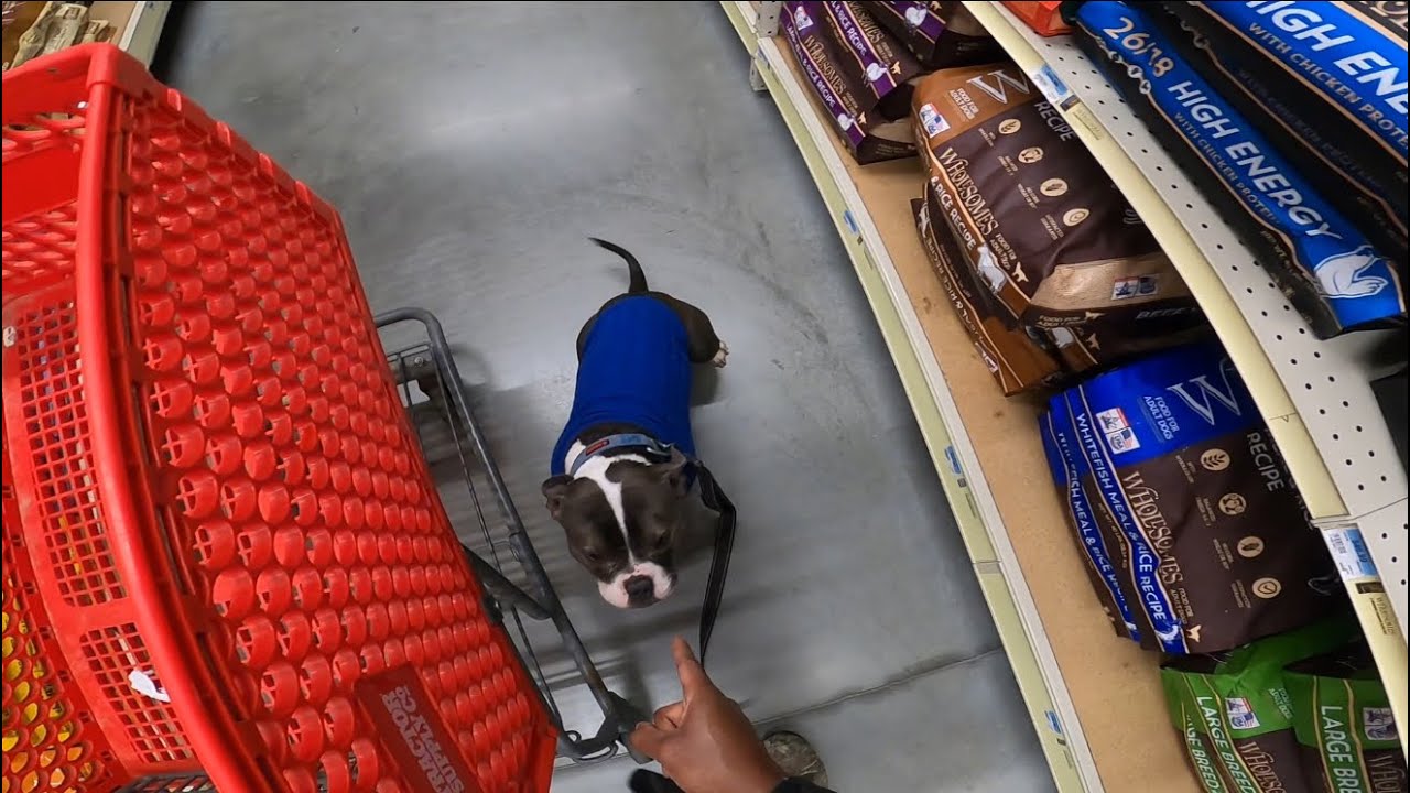 Vlog #131 Watch How Easy It Is To Teach A Dog How To Sit w/Tux - YouTube