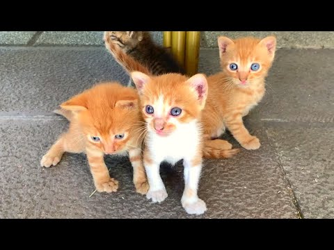 Homeless hungry kittens looking for mother cat - YouTube
