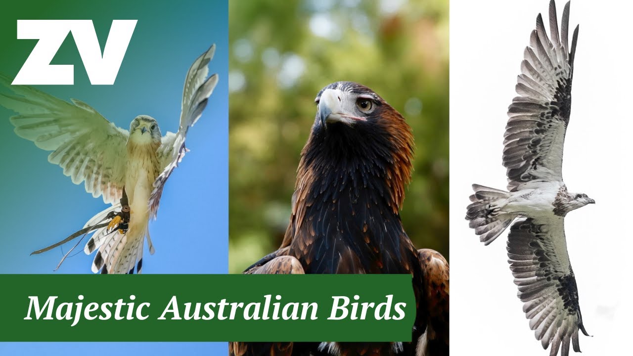 Healesville Sanctuary Spirits of the Sky | Majestic Australian Birds ...