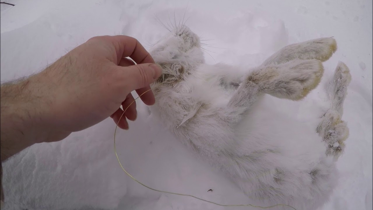 Last Marten Trap Of The Season & Rabbit Snaring With 22 Gauge Brass ...