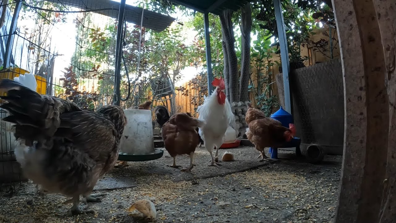 Backyard Chickens Relaxing Chicken Coop Video Sounds Noises Hens ...