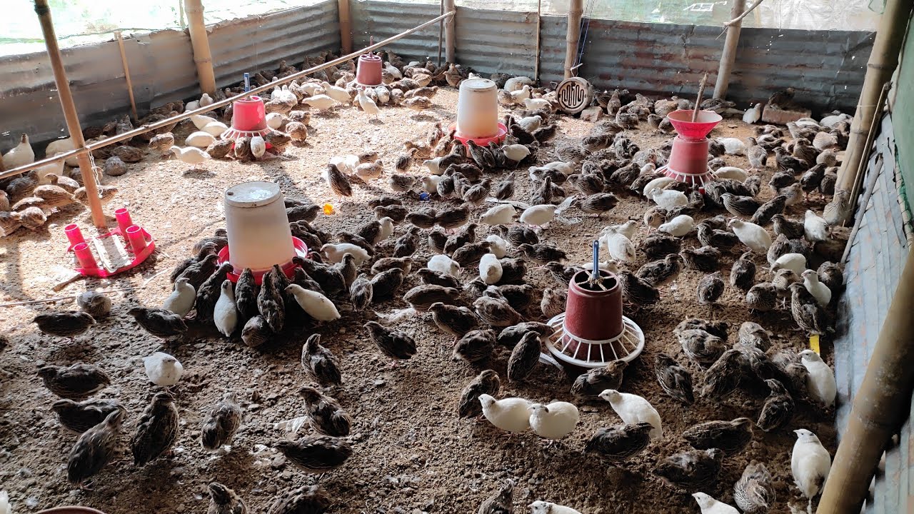 Bird Farming Ideas 💡 || Quil Bird Farm In Assam - YouTube