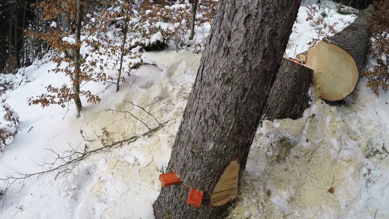 Cuting down spruce in snow - YouTube