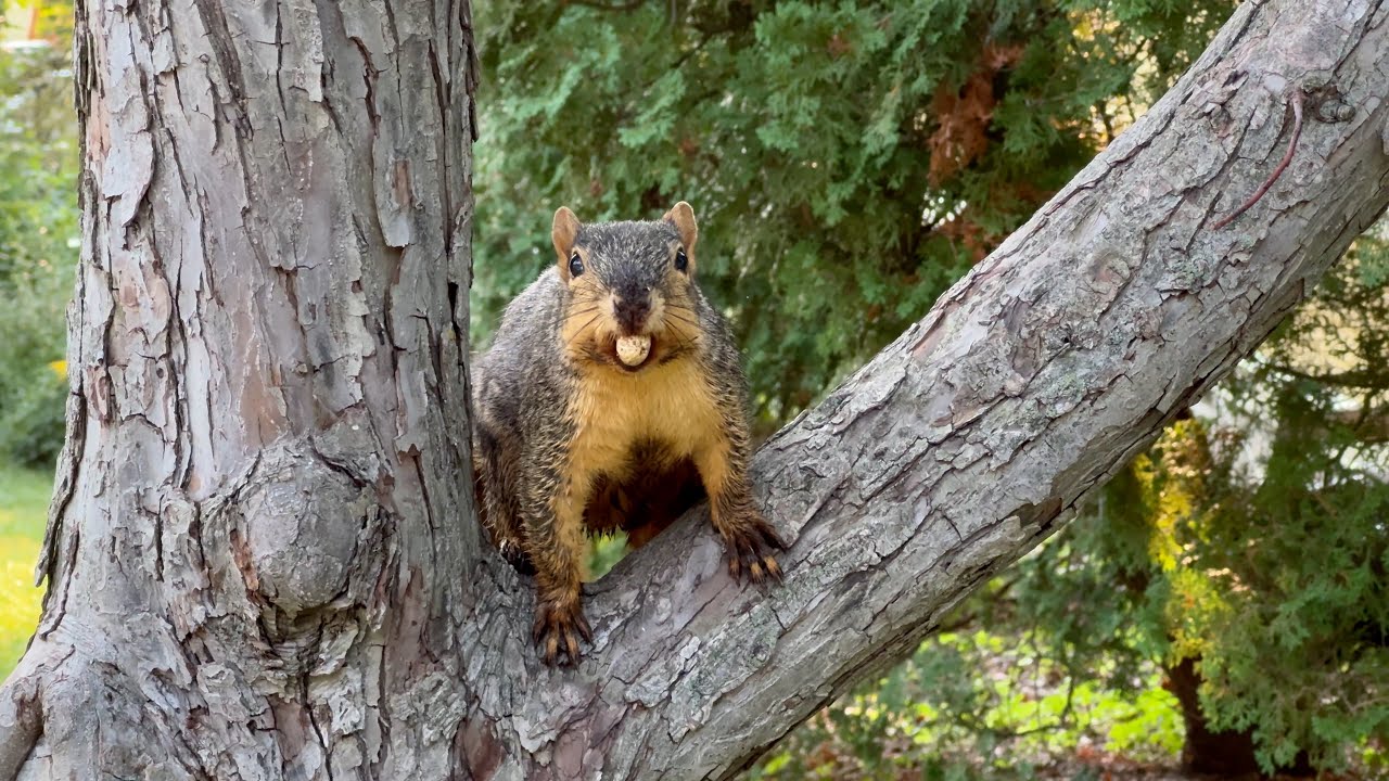 Wildlife ASMR [4K] - Michigan Animals - Ann Arbor Nature - September ...