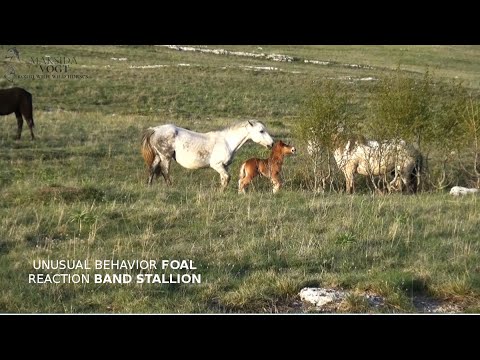 Wild horses - unusual behaviour foal - reaction band stallion - YouTube