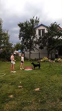 Dog is making backflips while playing with water - YouTube