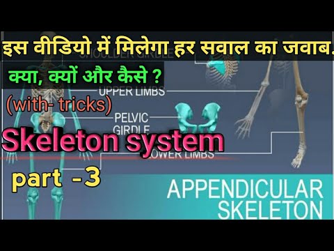 Appendicular skeleton system anatomy and physiology. - YouTube