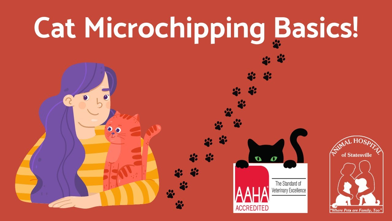 Cat Microchip Basics - YouTube