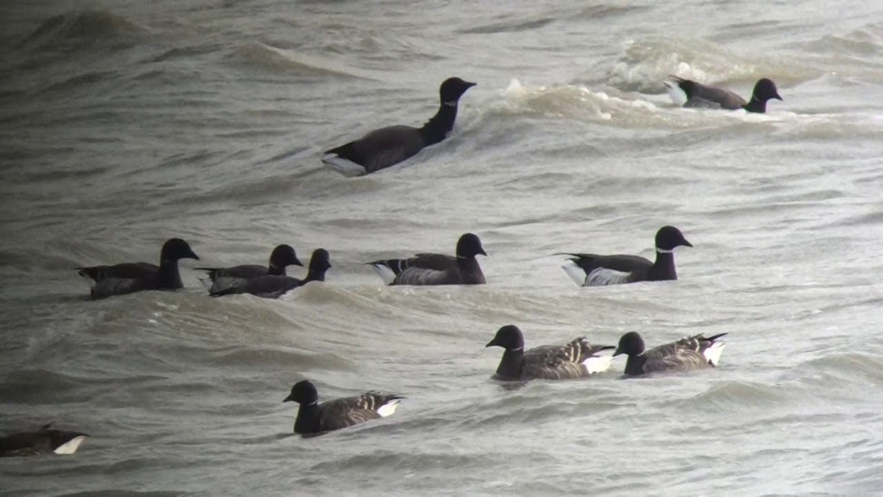Black Brant adult with three hybrid 2nd cy's Zwarte rotgans met drie ...