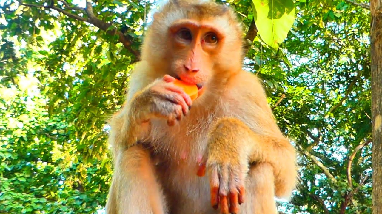Update: Sweetie Monkey MOKA's Started Re-mating for two days more! Who ...