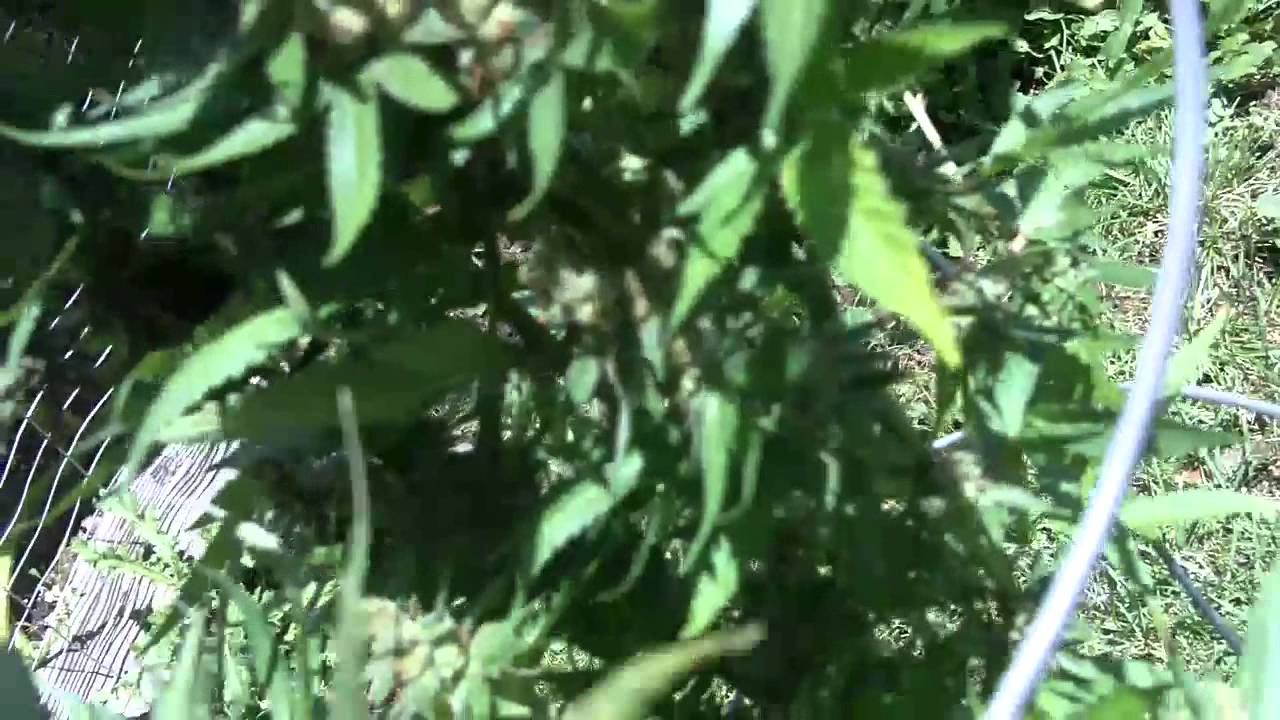 Chocolope Harvest 7-9-2011 - YouTube