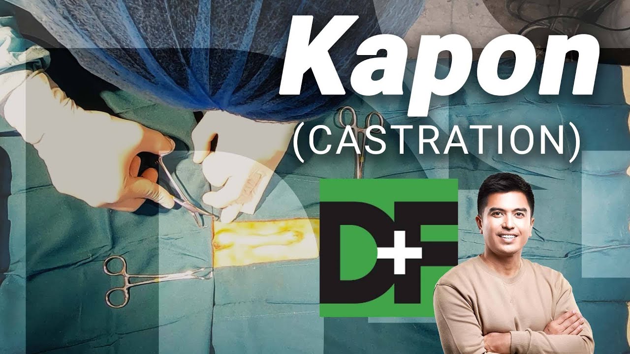 Cryptorchid Castration Ep 2 - YouTube