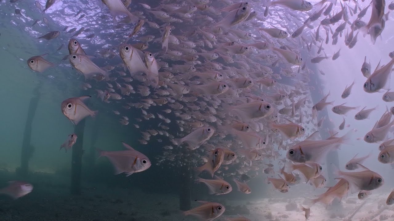 Relaxing Under Edithburgh Jetty - YouTube