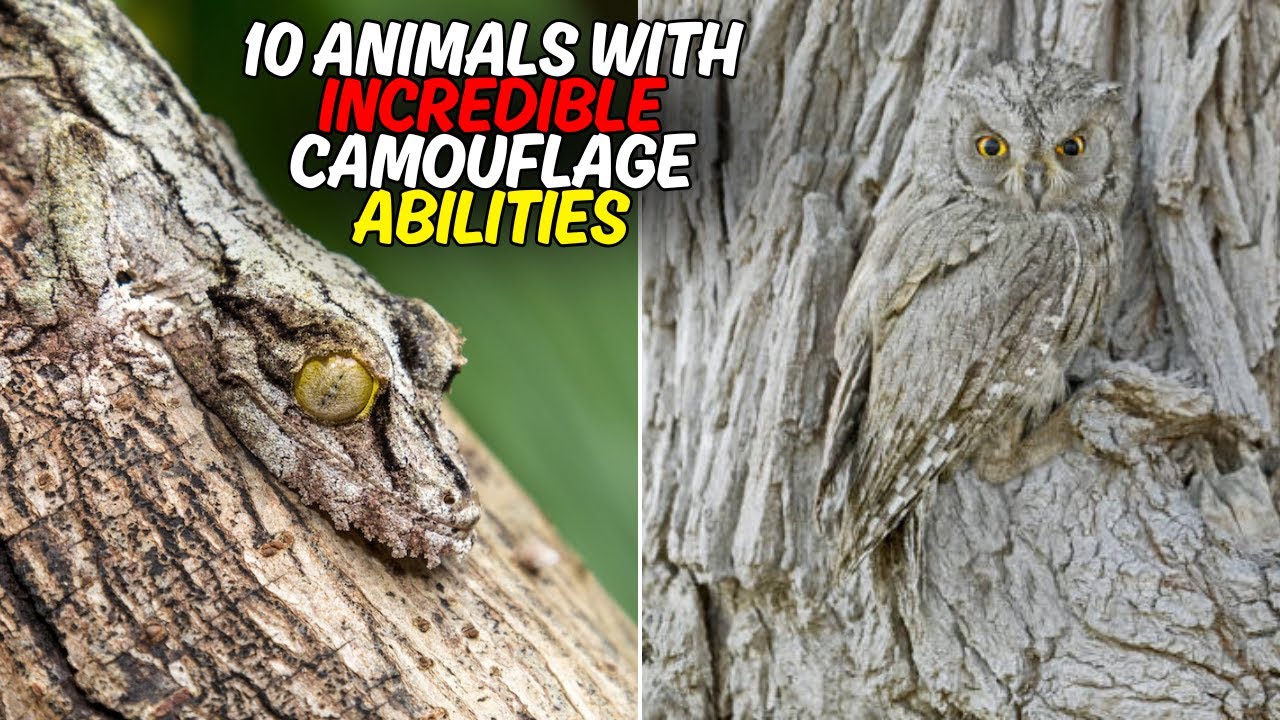 10 Animals with Incredible Camouflage Abilities - YouTube