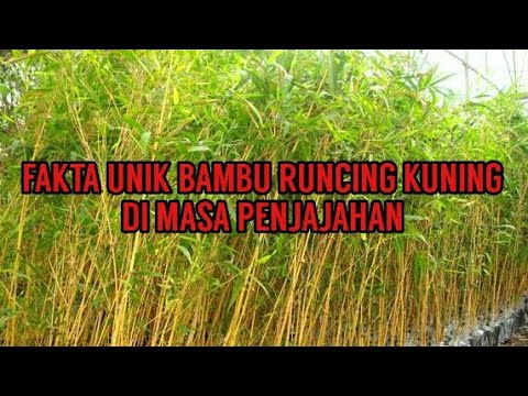 Fakta Unik Bambu Runcing Kuning Di Masa Penjajahan - YouTube