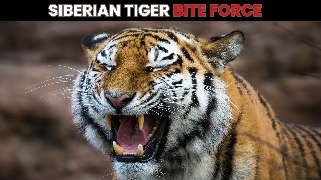 Siberian Tiger: King of Bite Force? - YouTube