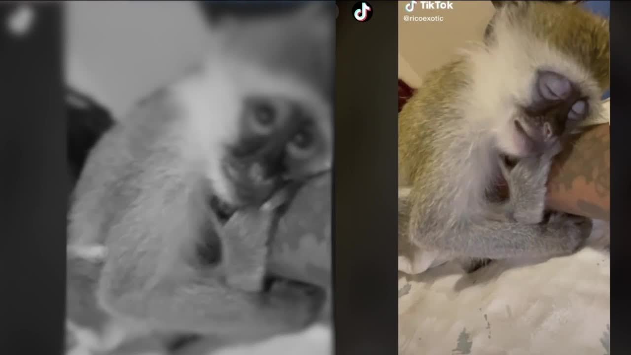 Ohio Dept. of Agriculture forces famous TikToker 'Rico Exotic' to give ...