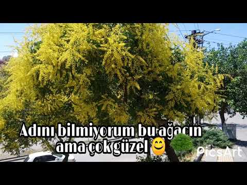 Sarı çiçekli ağaç