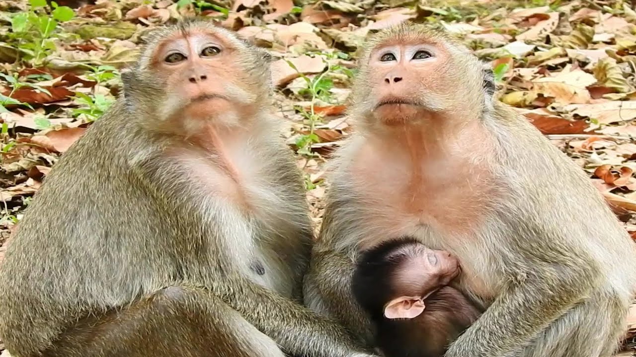 Best Monkey Best Look After Her Baby, Monkey Jill Give Milk To Baby ...
