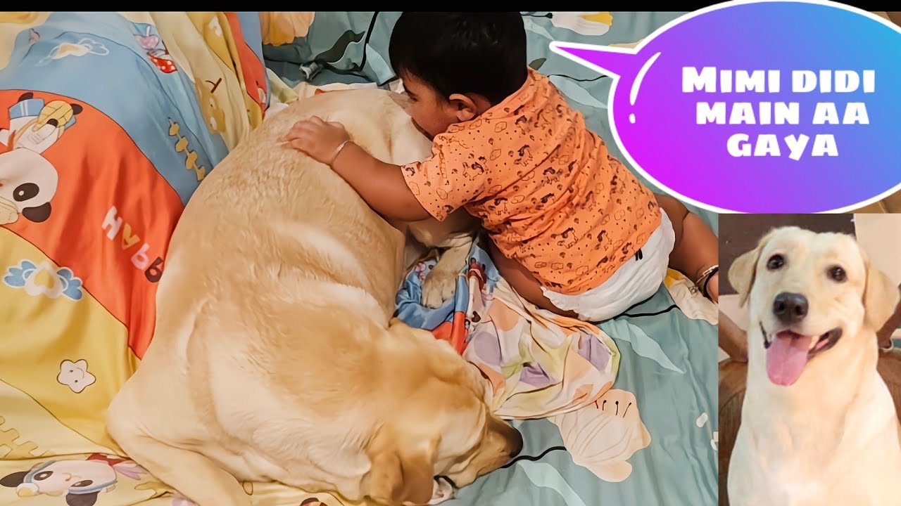 Aryan is back | My cute Labrador dog mimi ko mil gaya uska chota bhai ...