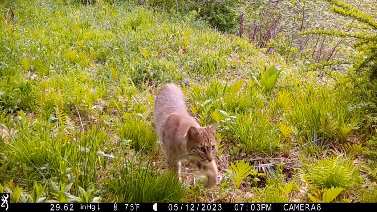 Bobcat day and night, pond shore. Upstate New York wildlife trail cam ...