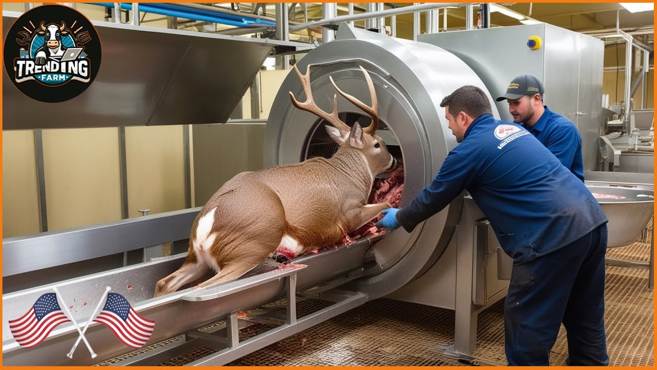How Farmers Make 80 Million USD From Raising and Process Deer ...