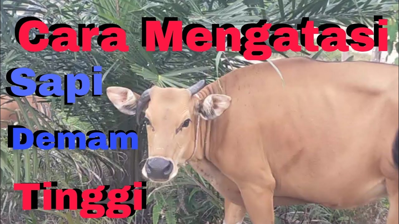 Cara mengatasi Sapi Demam Tinggi - YouTube