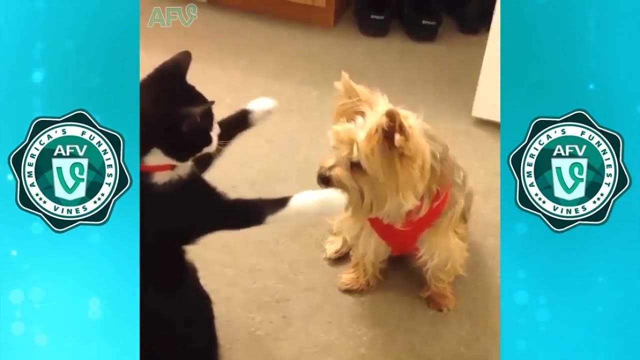 Try Not to Laugh or Grin - Funny Animal Vines Compilation of 2017 - YouTube