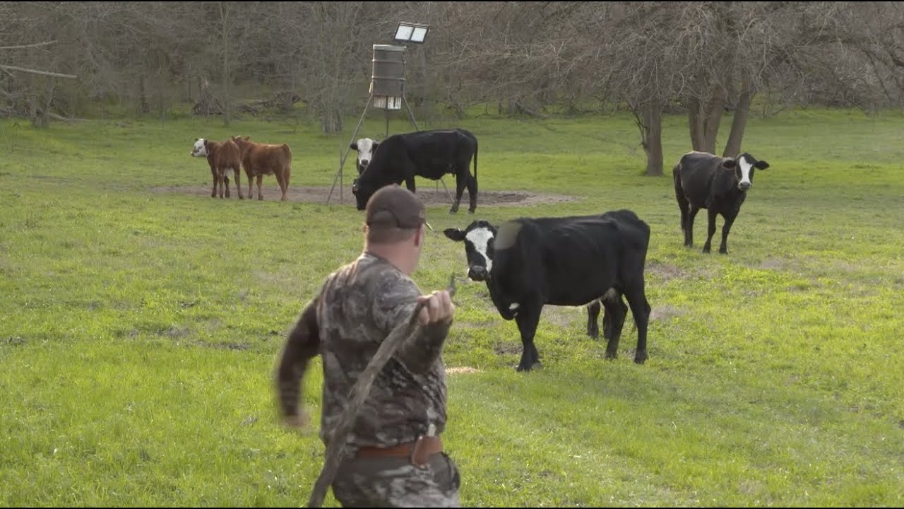 Get out of here cows! - YouTube