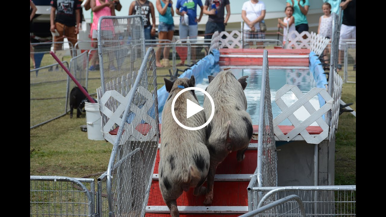 Pig Racing at the Fishing Slam and BBQ Festival - YouTube